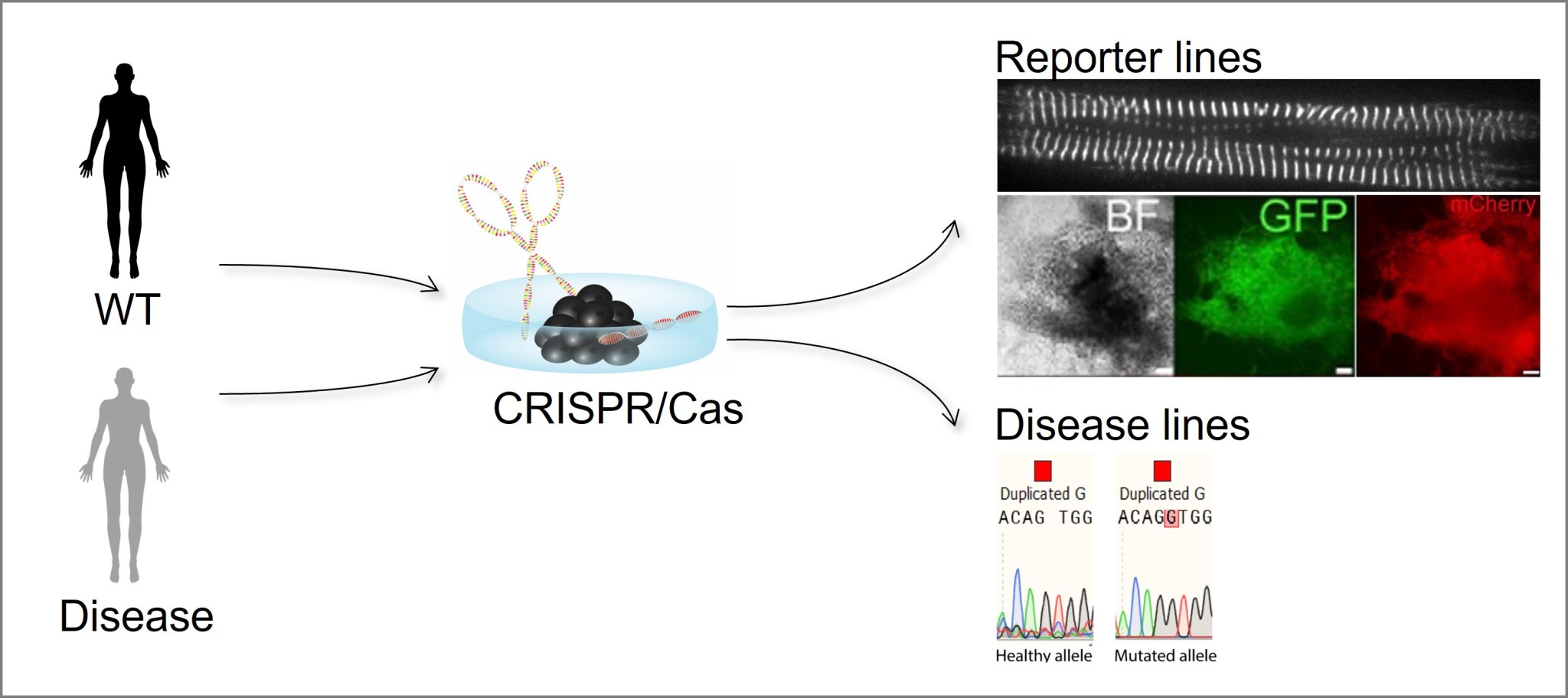 CRISPR/Cas genome editing | Applied Stem Cell Technologies