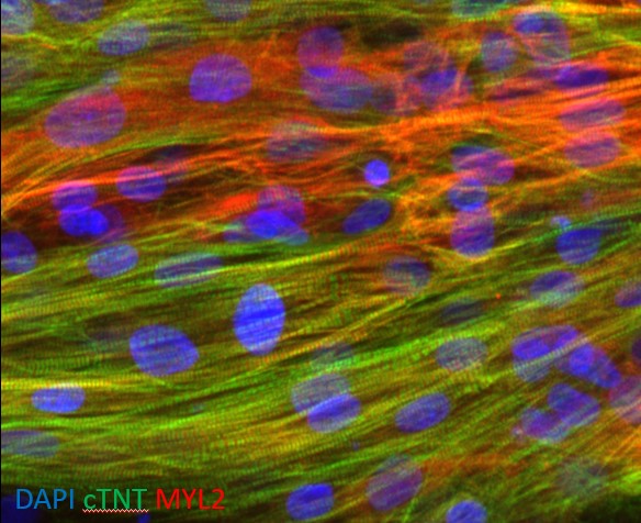 EHTs | Applied Stem Cell Technologies